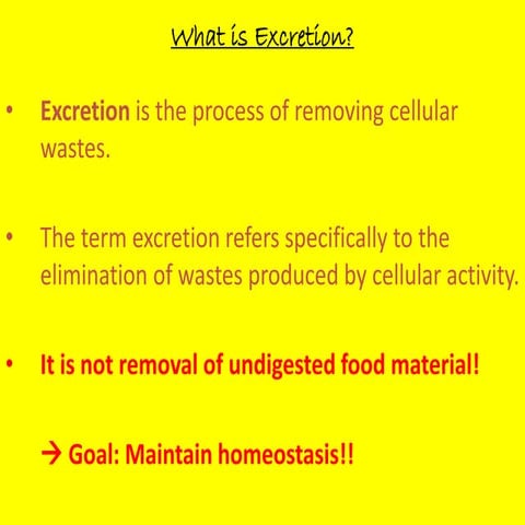Excretion power point share | PPT