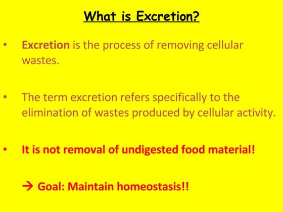 The excretory system | PPT