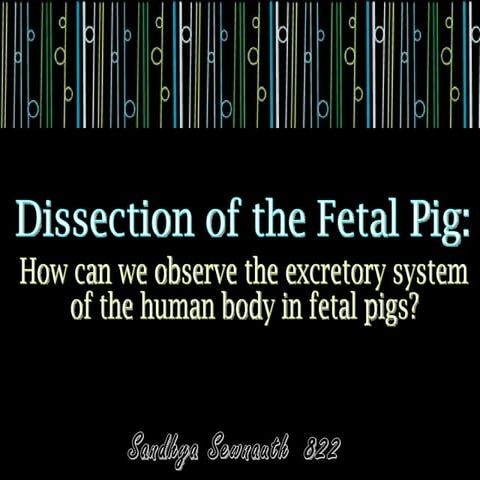 Pig Dissection | PDF