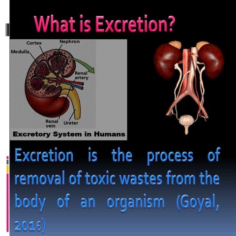 Understanding the Excretory System | PPTX | Substance Abuse | Diseases ...