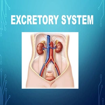 Human excretory system | PPTX