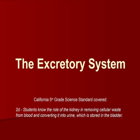 SCIENCE ---- ---Excretory - System.pptx