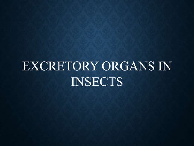 Insect Excretory System | PPTX