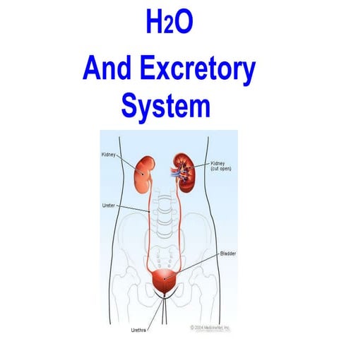 Excretory System | PPT