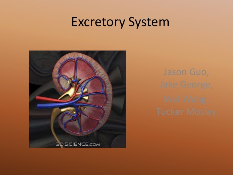 Excretory System