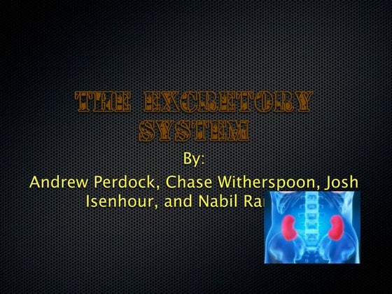 Human excretory system | PPT