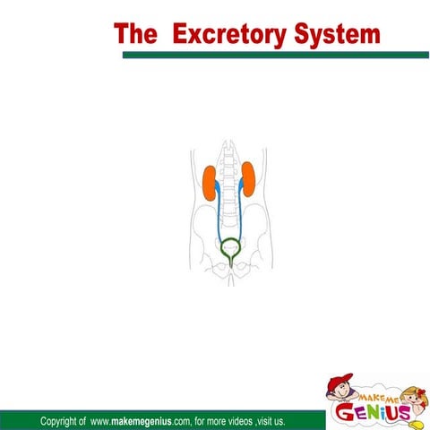 Excretory system | PPT