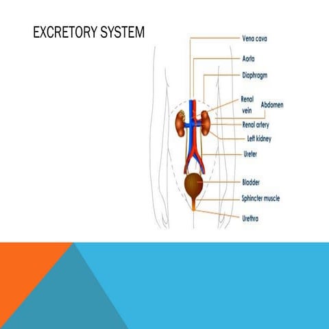 Excretory system | PPT