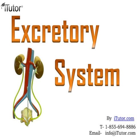 Excretory System | PPTX