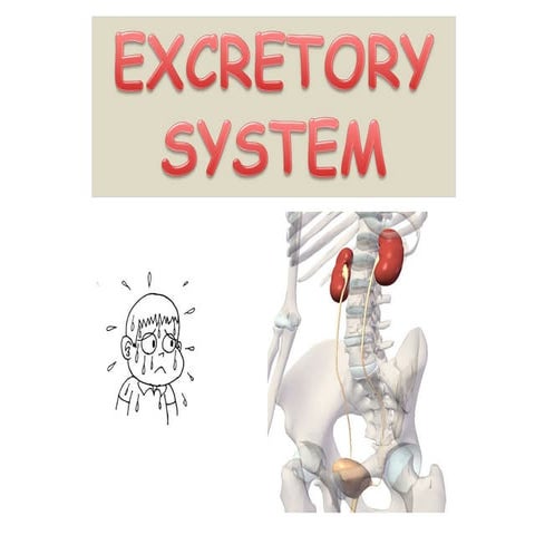 Excretory System | PPT