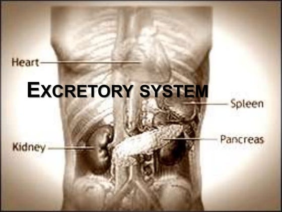 structure of kidney, nephron, disoders slides.ppt