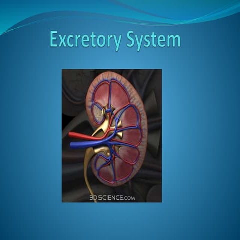 Excretory system ppt | PPT