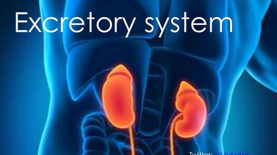 Excretory System | PPT