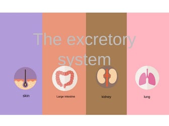 EXCRETORY SYSTEM OF MAN | PPT