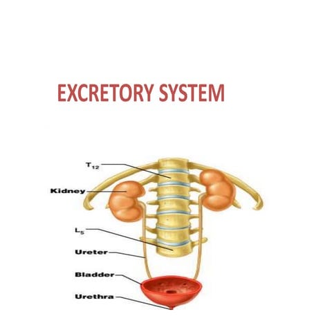 Excretory system | PPTX