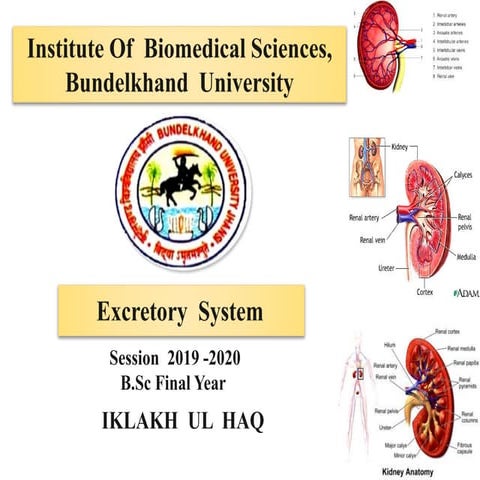 Excretory system | PPT