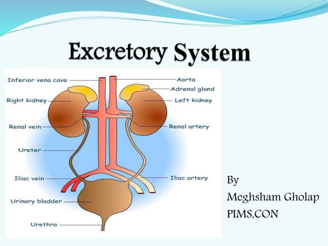 The Human Excretory System