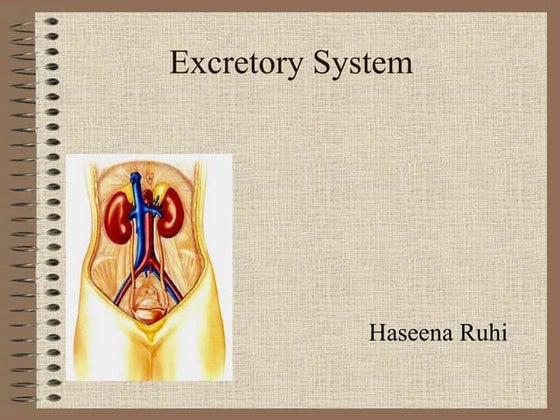 Excretory_System (1).ppt | Endocrine and Metabolic Diseases | Diseases ...