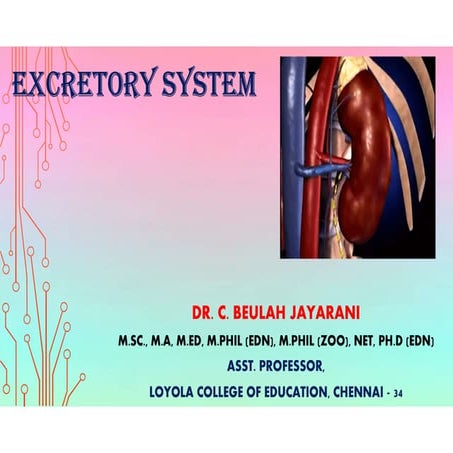 Excretory system | PDF