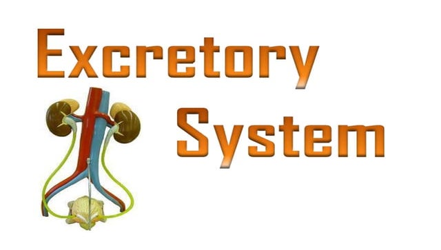 Types Of Excretion In Humans