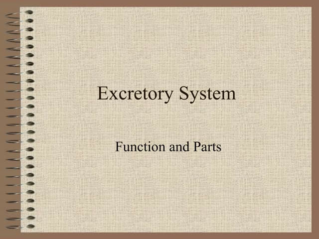 Know more about Human body Excretory System | PPT