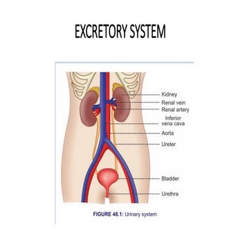 EXCRETORY SYSTEM........ .pptx