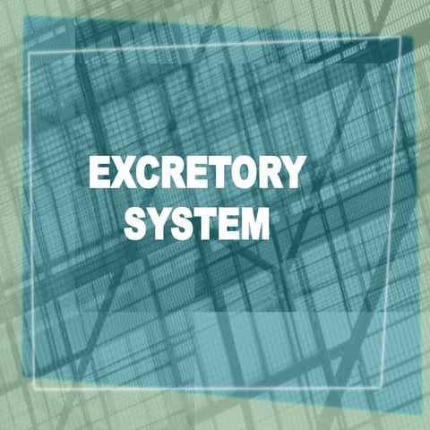 Know more about Human body Excretory System | PPT