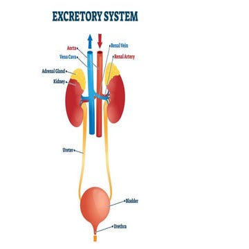class 12 notes of zoology topic: excretory system | PPTX
