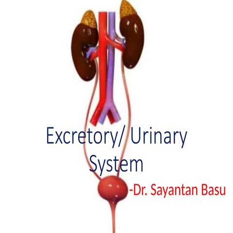 Pathophysiology of Excretory system of human body | PPTX