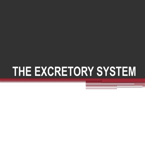 The Human Excretory System Explained Now | PPTX