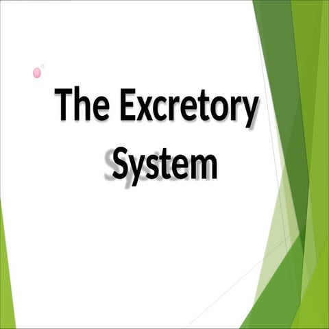 Excretory system of Human Body in detail | PPTX