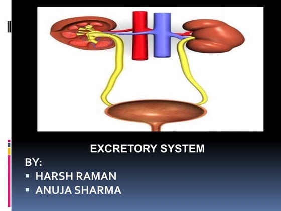Kidney anatomy and physiology | PPT