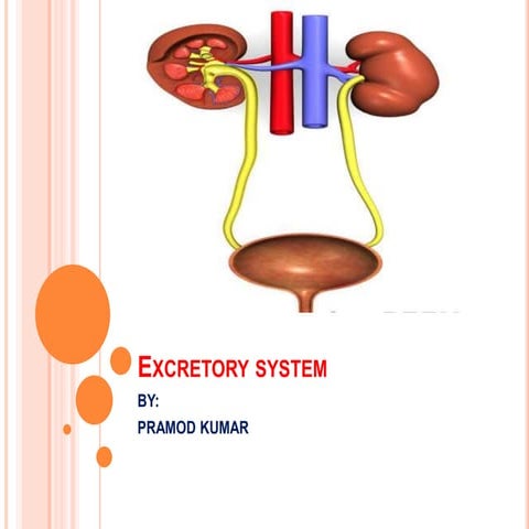 Excretory System Model Project
