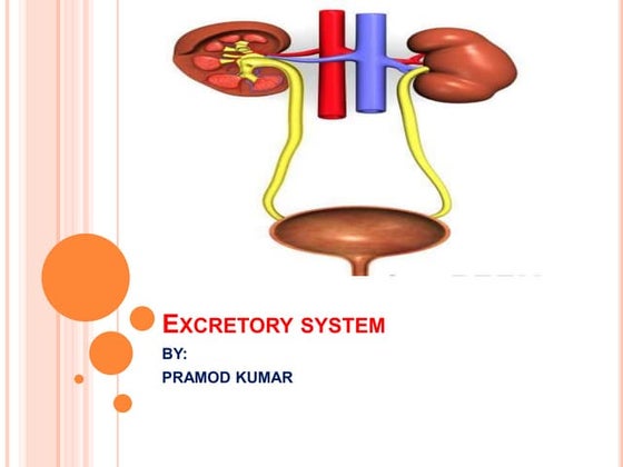 Kidney anatomy and physiology | PPT