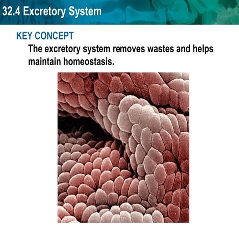 excretory_system_powerpoint.ppt