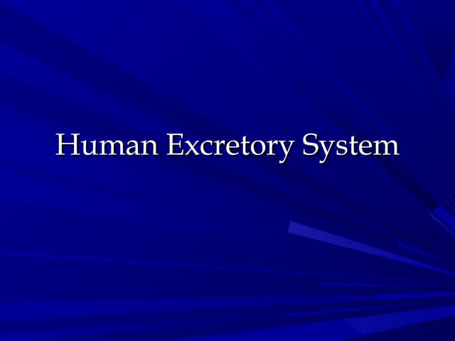 Excretory System Ppt Ppt 9846