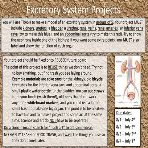 Excretory System Project | PPTX
