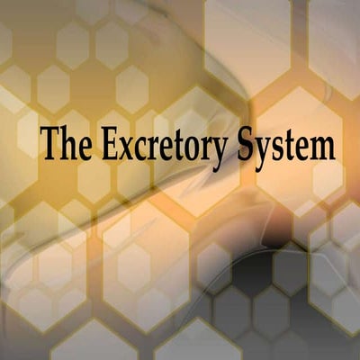 Excretory System | PPTX