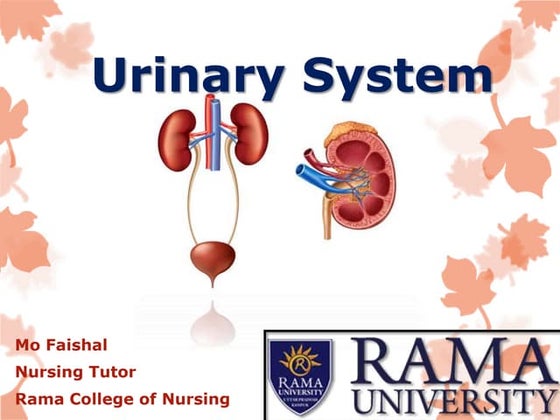 Renal System Anatomy | PPTX