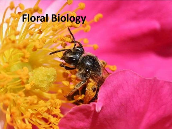 Inflorescence Types,cymose and racemose types,examples with Diagrams ...