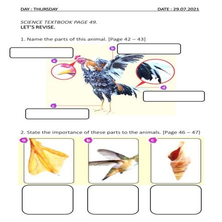 SCIENCE YEAR 1 ANIMAL | PPTX