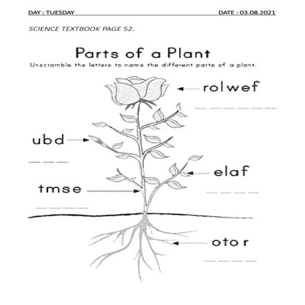 SCIENCE YEAR 1 PLANTS | PDF