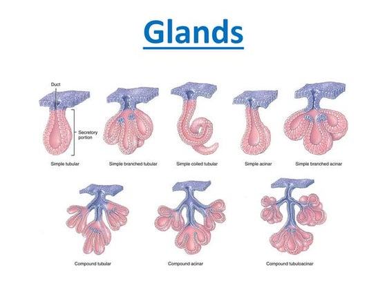 Exocrine Glands Difference Between Endocrine And Exocrine Glands