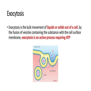 Exocytosis.pptx | Biological Sciences | Science