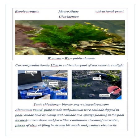 Exoelctrogens - macro algae - Ulva - snip.docx