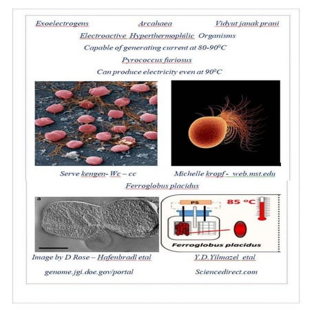 EXOELECTROGENS - ARCHAEA - PYROCOCCUS - SNIP.docx