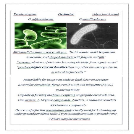 EXOELECTROGENS - - CHLAMYDOMONAS- SNIPED.docx