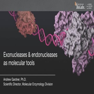 Exonucleases & endonucleases as molecular tools | PDF
