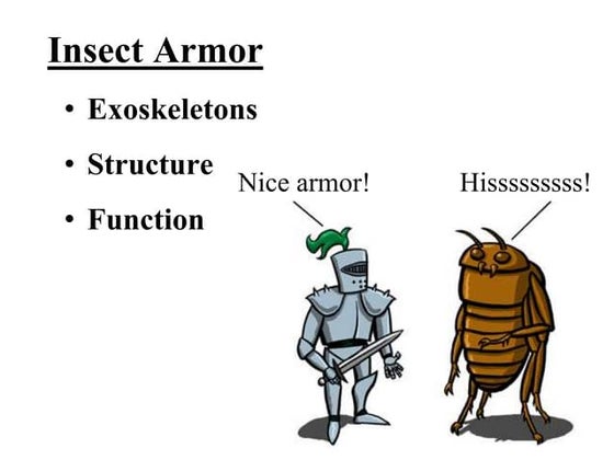 Exoskeleton Insects Diagram Insect Anatomy And Physiology