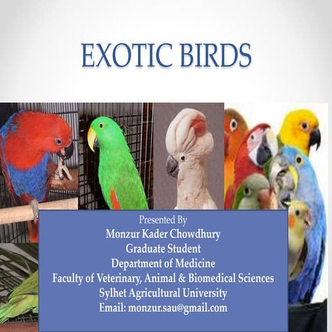 Exotic bird disease and treatment | PPTX